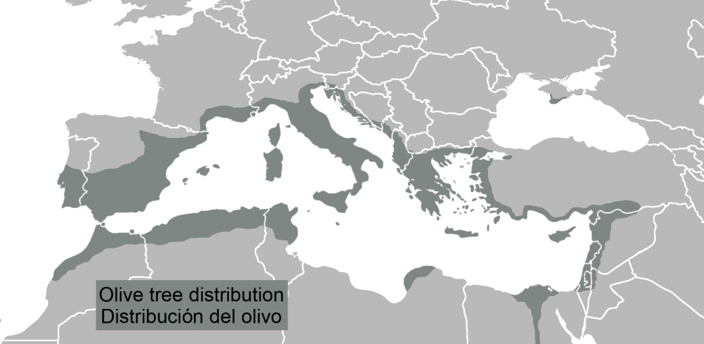 Olive tree distribution - Levent AĞAOĞLU